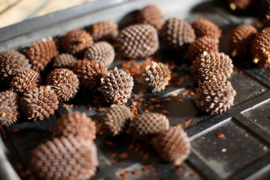 A Beginner’s Guide to Native Seed Collection | Yarnauwi Farm