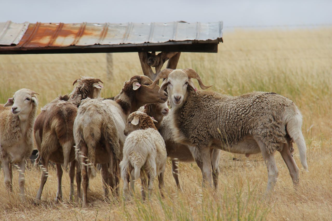 Lamb and mutton from Yarnauwi Farm | Yarnauwi Farm